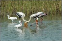 TamilNet: 19.08.07 Naaraanthanai